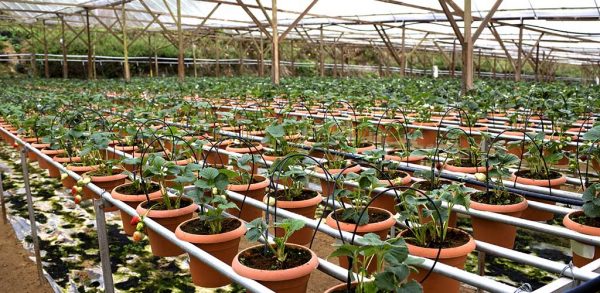 Microbe Soil Fertilizer - Microbial fertilizer Organic Fertilizer USA