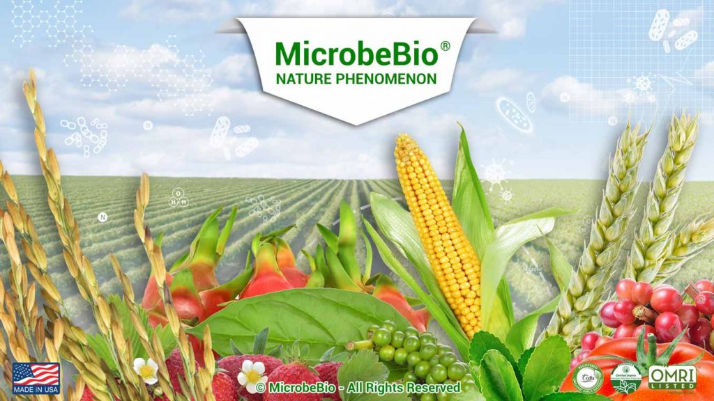 Significant Advance in Microbial Agriculture Technology - Microbial ...