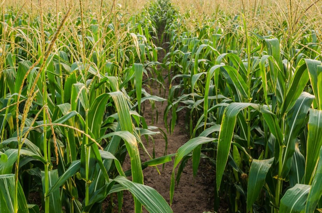 Microbebio Korea Corn Trial Test - Microbial fertilizer Organic ...