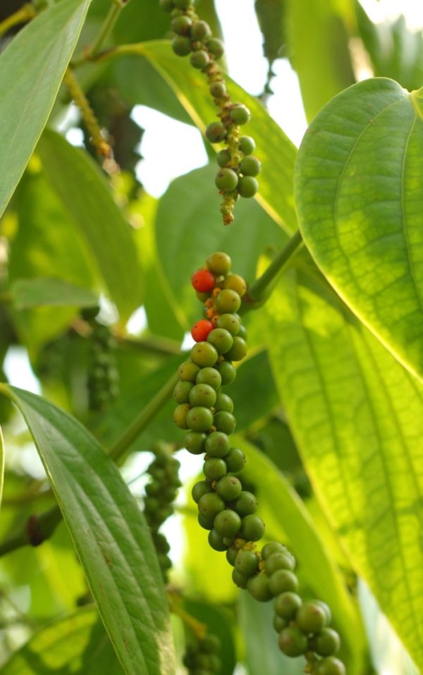 Microbebio The Next Gen Soil Enhancement - Microbial fertilizer Organic ...