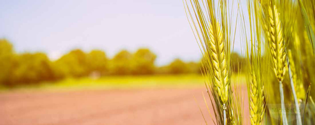 MicrobeBio Application Program for Wheat - Microbial fertilizer Organic ...