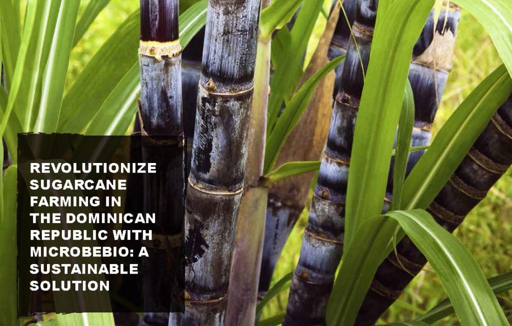 Revolutionize Sugarcane Farming in the Dominican Republic with ...