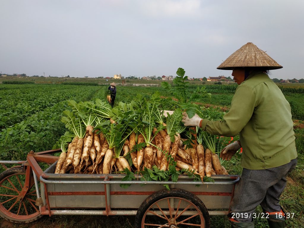 Radish Field Trial - Vietnam - Microbial fertilizer Organic Fertilizer USA