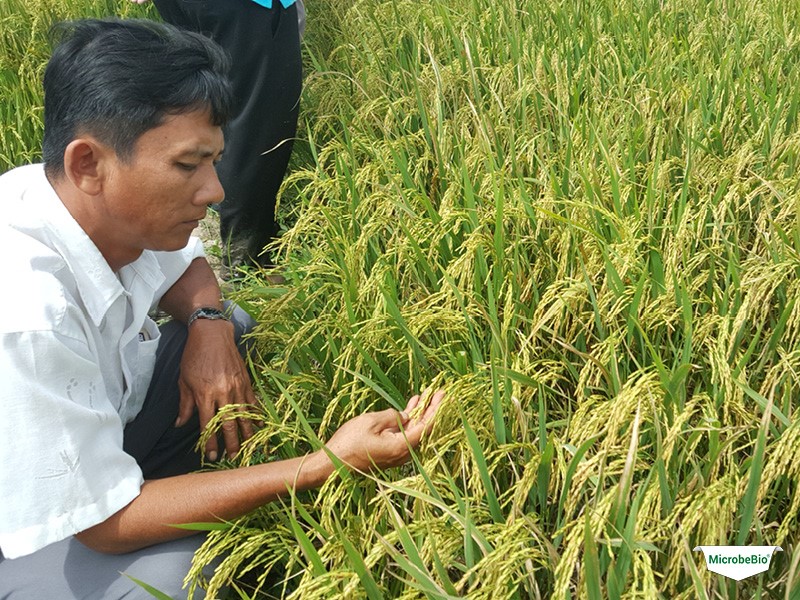 MICROBEBIO®AN GIANG RICE CHARTS - Microbial fertilizer Organic ...