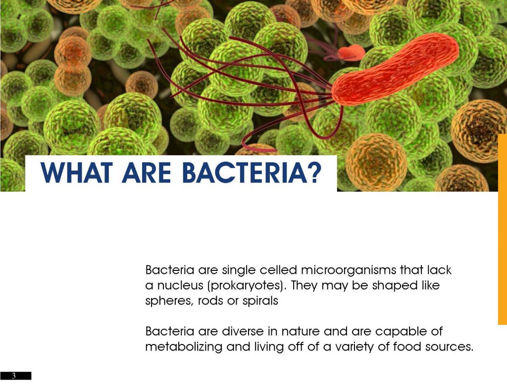 The Beneficial Agriculture Bacteria - Microbial fertilizer Organic ...