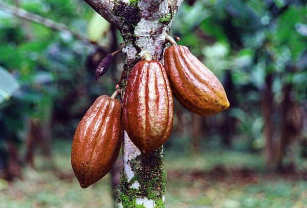 Philipines Cocao (Cocoa) Tree Growth - Microbial fertilizer Organic ...