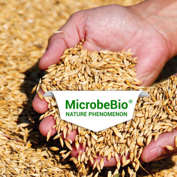 Rice trial test - Microbial fertilizer Organic Fertilizer USA