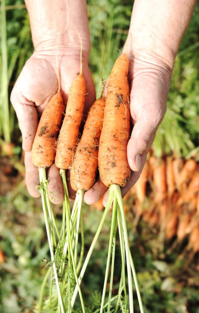 MICROBEBIO®RHIZO ENERGY™ - Microbial fertilizer Organic Fertilizer USA