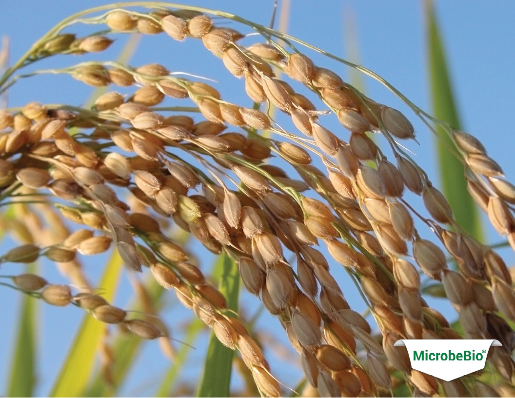 Hybrid Rice Microbebio seeds and plant technology - Microbial ...