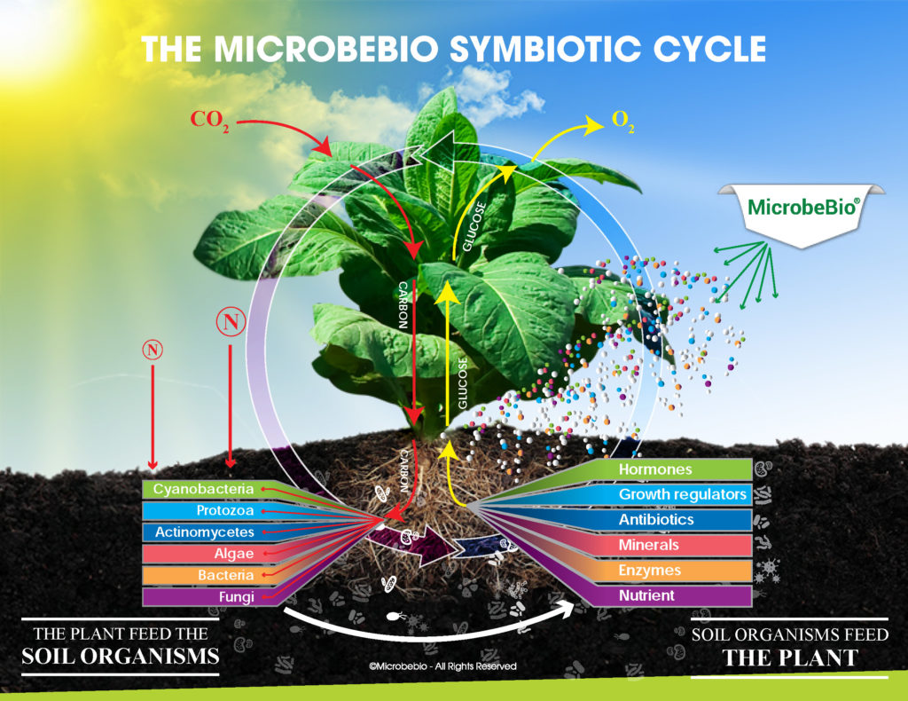 Microbebio Brochure Organic Fertilizer Microbe Fertilizer - Microbial ...