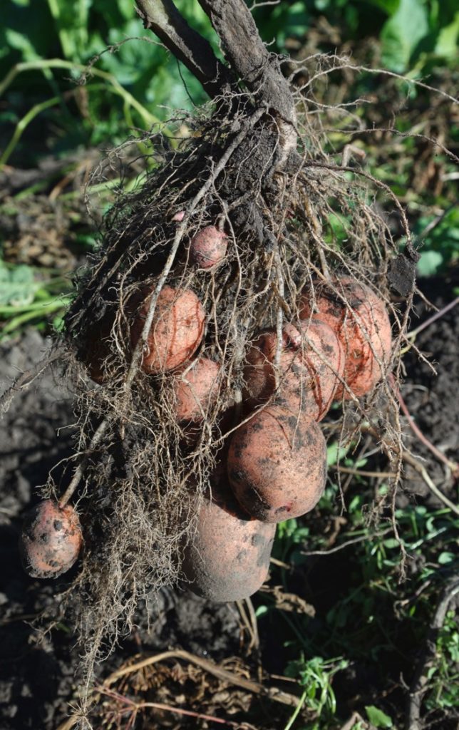 Microbebio The Next Gen Soil Enhancement - Microbial fertilizer Organic ...