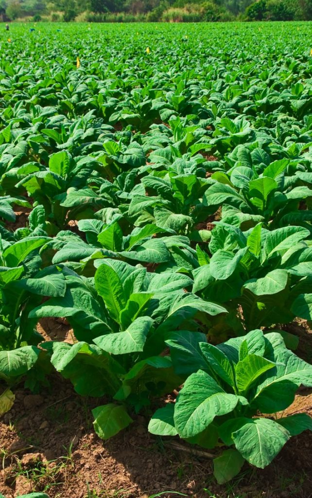 Microbebio The Next Gen Soil Enhancement - Microbial fertilizer Organic ...