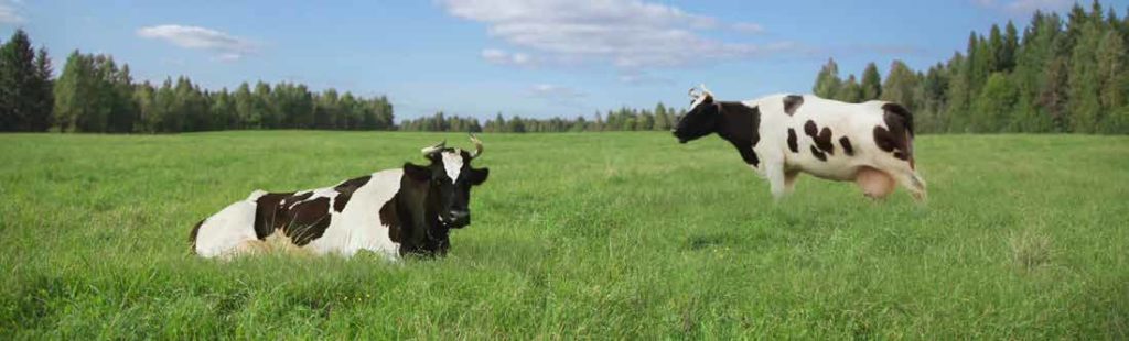 Microbebio microbial consortium inoculant increases pasture grass yield ...