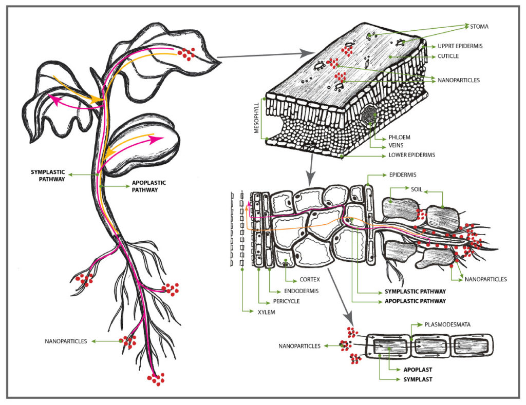 Microbebio Sustainable Farming Practices - Microbial fertilizer Organic ...