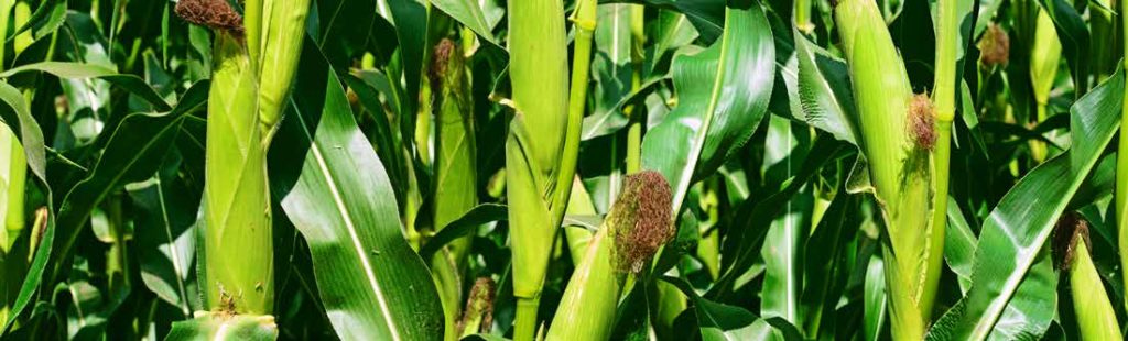 MICROBEBIO - BROCHURE - APPLICATION RATE - PEST PREVENT DISEASES - CORN ...