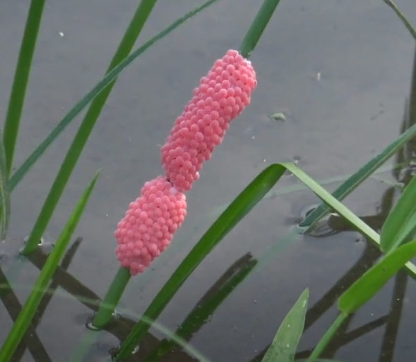 Controlling Golden Apple Snail in Rice Fields: History, Challenges, and ...