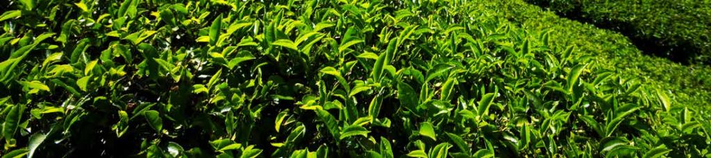 ENHANCING TEA TREES with NUTRIENT FIXATION - Microbial fertilizer ...