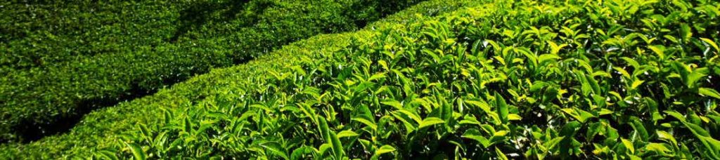ENHANCING TEA TREES with NUTRIENT FIXATION - Microbial fertilizer ...