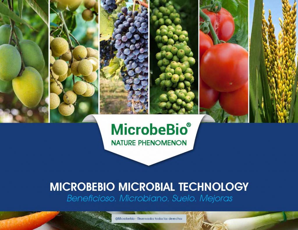 Boost Your Mango, Longan, and Lychee Yield with Microbebio’s Advanced ...