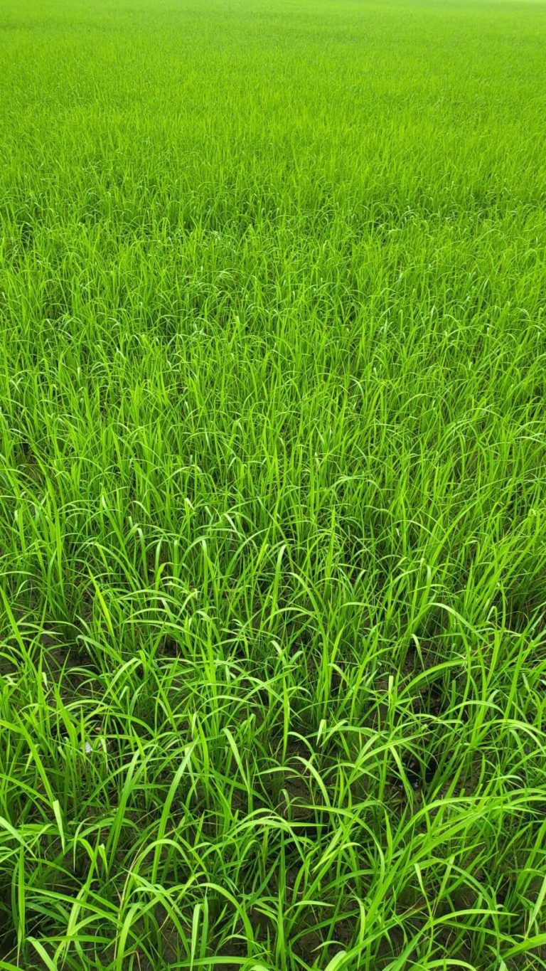 Microbebio Soc Trang rice field Vietnam - Microbial fertilizer Organic ...
