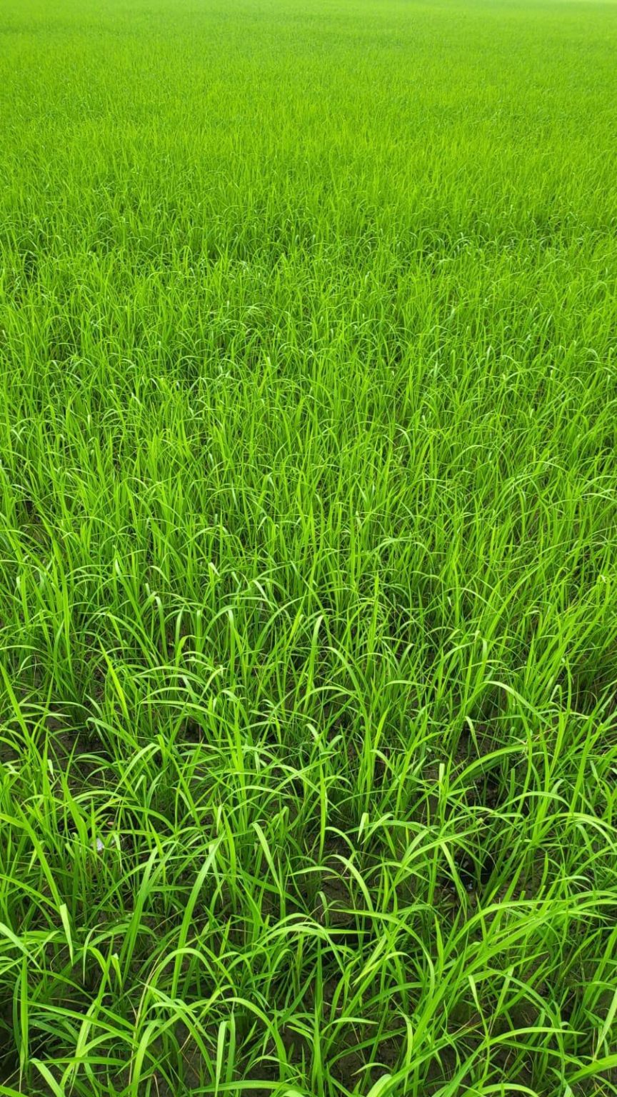 Microbebio Soc Trang rice field Vietnam - Microbial fertilizer Organic ...