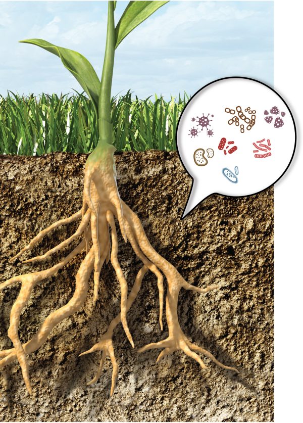 Reducing Water Use In Rice Production With Microbebio's Proprietary ...