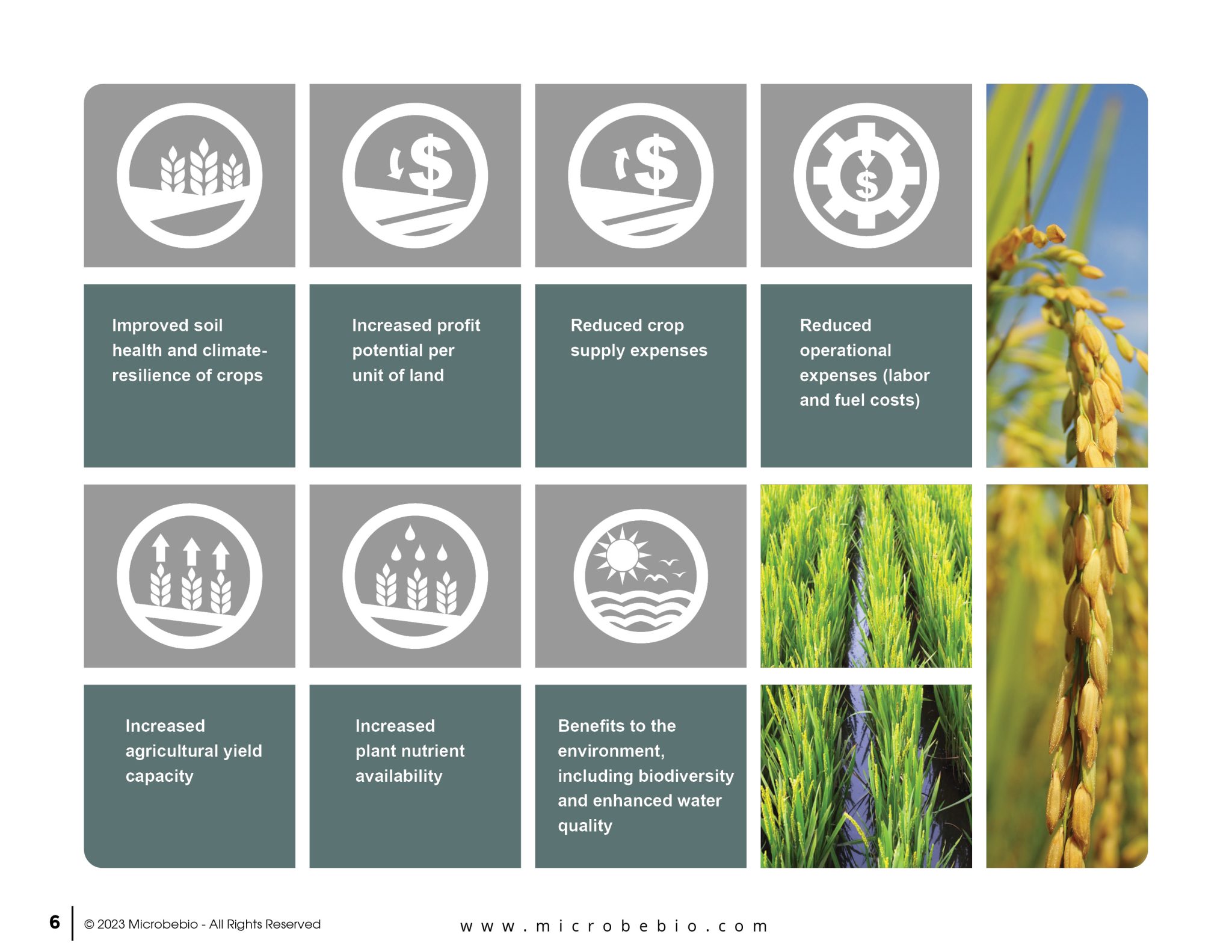 The Role of Microbes in Agriculture - Microbial fertilizer Organic ...