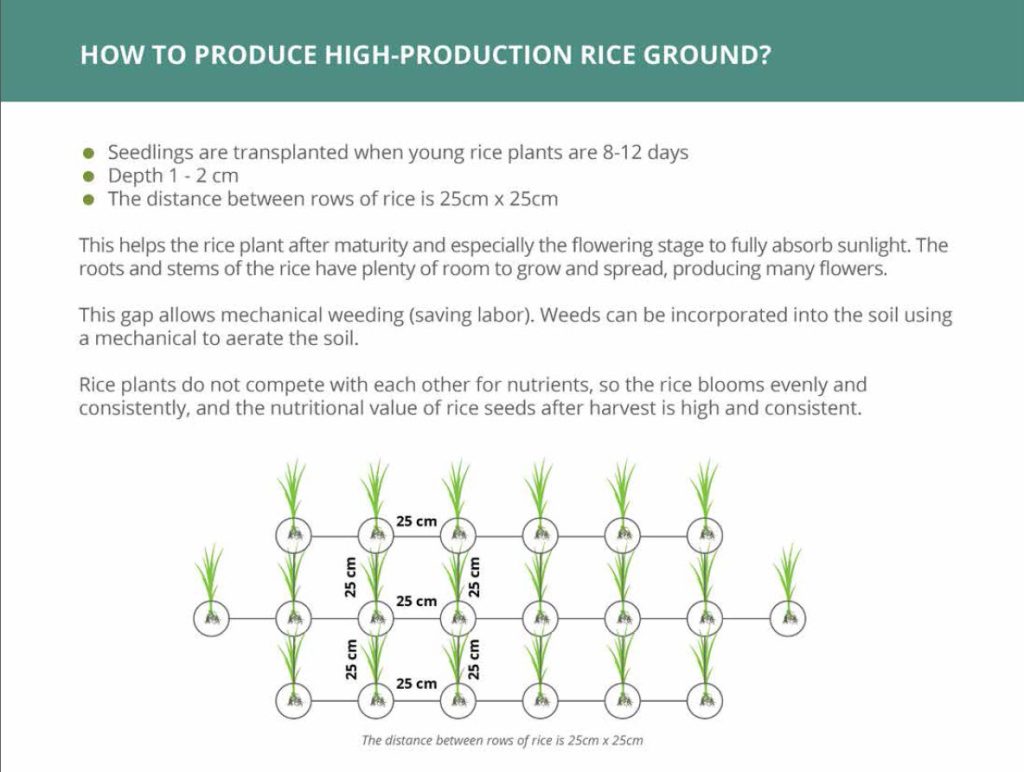Application Program for Rice - Microbial fertilizer Organic Fertilizer USA