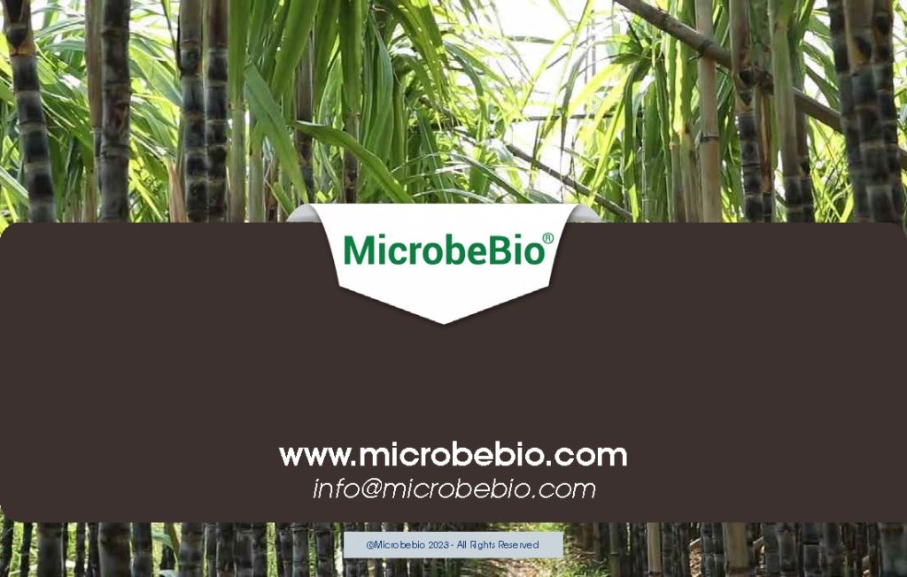 Revolutionize Sugarcane Farming in the Dominican Republic with ...