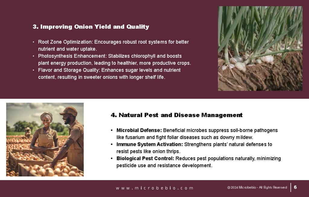Revolutionizing Onion Farming in Africa with Sustainable-Scientific Solutions - Microbial ...