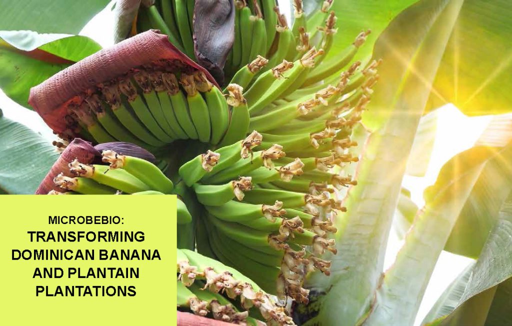 Microbebio: Transforming Dominican Banana and Plantain Plantations ...