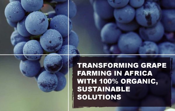 Microbebio: Transforming Grape Farming in Africa with 100% Organic ...