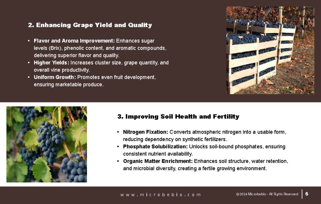 Microbebio: Transforming Grape Farming in Africa with 100% Organic ...