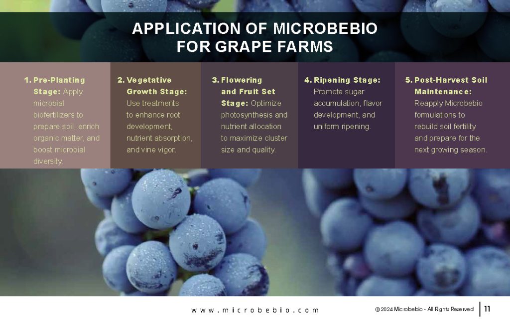 Microbebio: Transforming Grape Farming in Africa with 100% Organic ...