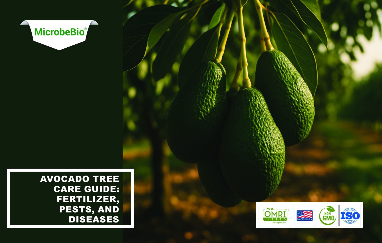 AVOCADO TREE CARE GUIDE: FERTILIZER, PESTS, AND DISEASES - Microbial ...