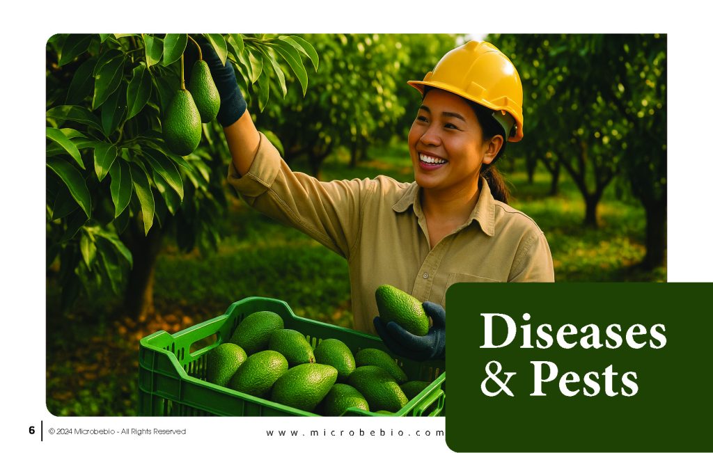 AVOCADO TREE CARE GUIDE: FERTILIZER, PESTS, AND DISEASES - Microbial ...