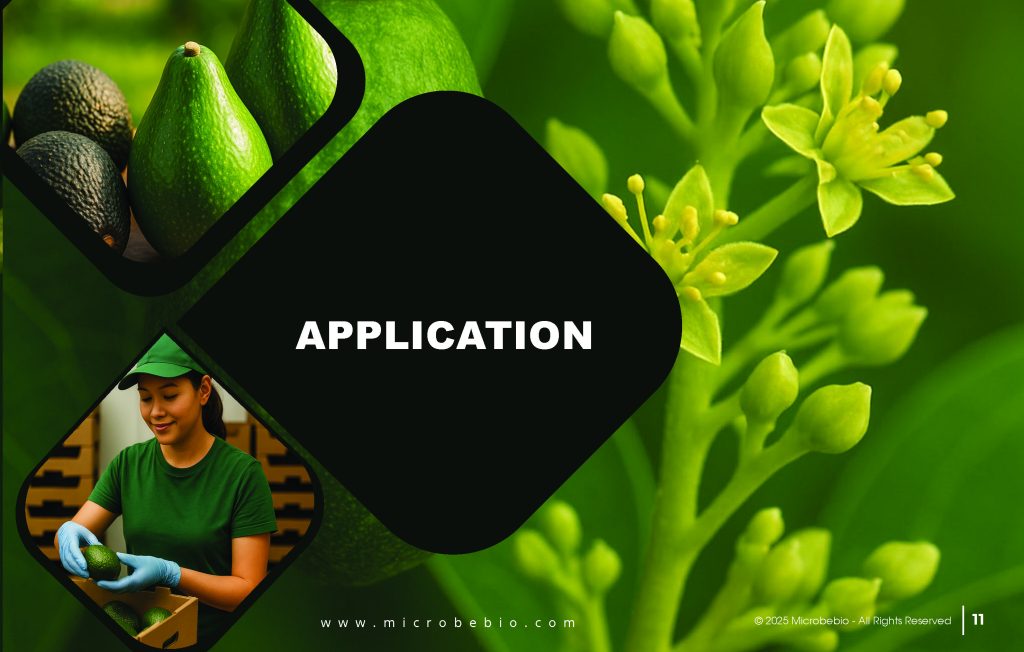 AVOCADO TREE CARE GUIDE: FERTILIZER, PESTS, AND DISEASES - Microbial ...