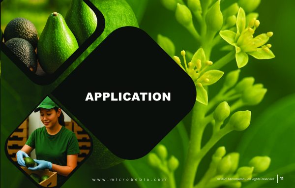 AVOCADO TREE CARE GUIDE: FERTILIZER, PESTS, AND DISEASES - Microbial ...